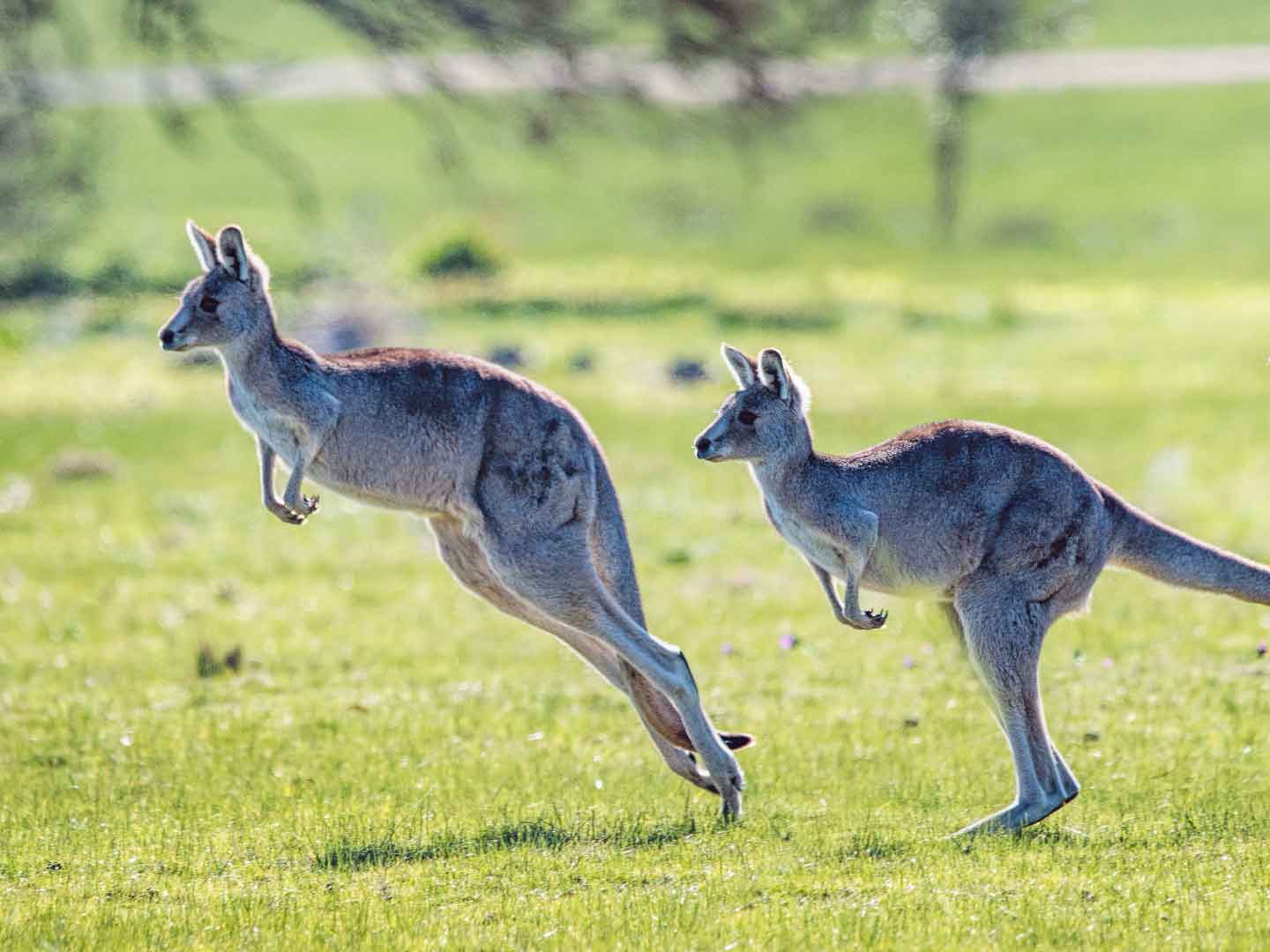 Australian Kangaroo sales jump on silver surge